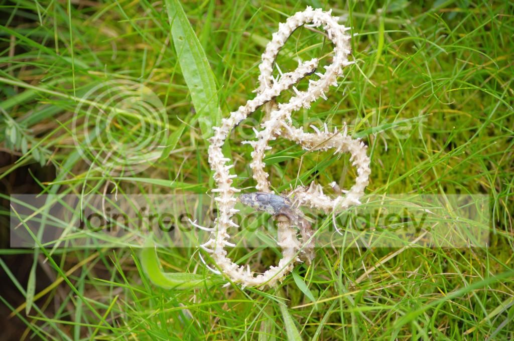 Snake remains | Reptile Forums
