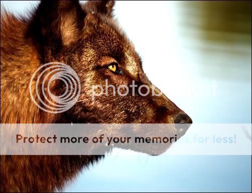 View topic - ♍etamorphosis ≼A Semi-Literate Werewolf Roleplay≽ OPEN ...