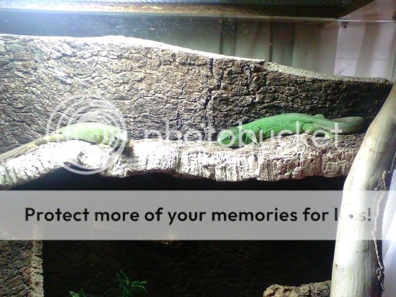 timon pater y timon tangitanus. | Fauna Exótica